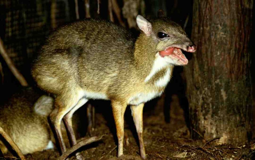 Con cheo là con gì? Đặc điểm và cách nuôi cheo hiệu quả