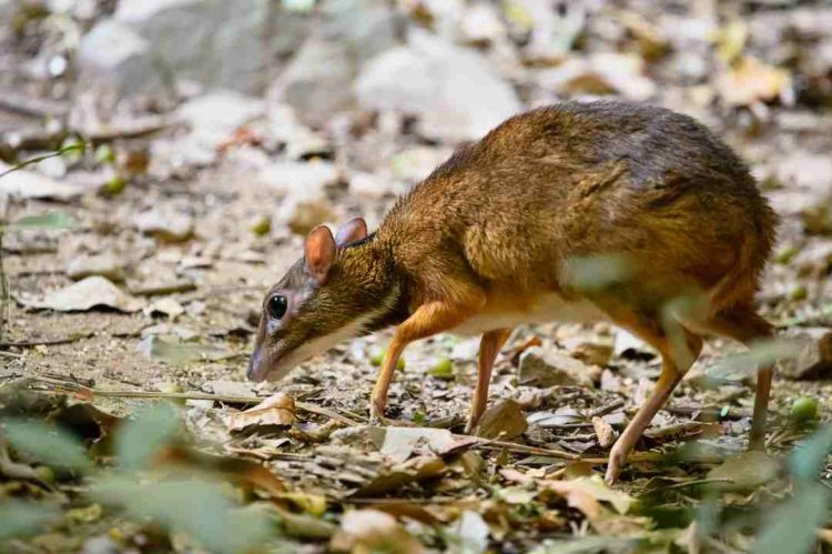 Con cheo là con gì? Đặc điểm và cách nuôi cheo hiệu quả