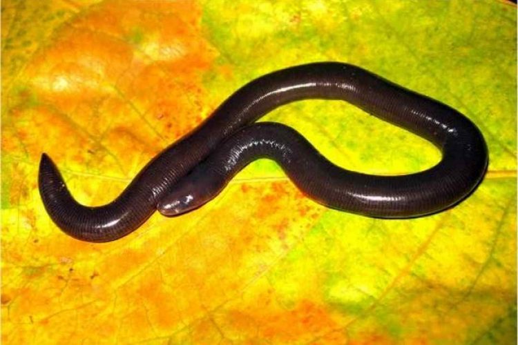 Ếch giun - loài động vật hoang dã, kỳ lạ của tự nhiên