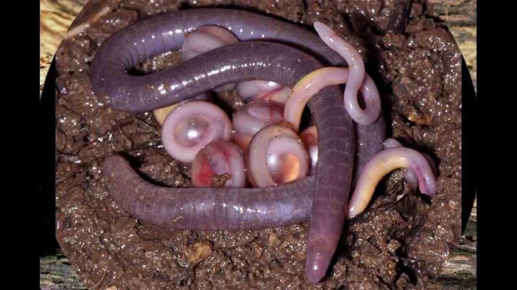 Ếch giun - loài động vật hoang dã, kỳ lạ của tự nhiên