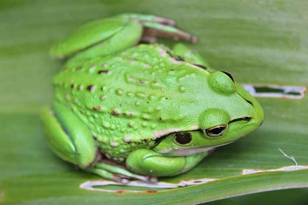 Ếch xanh, đặc điểm và tập tính sinh sản của loài ếch