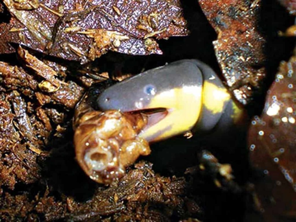 Tìm hiểu Đặc điểm của loài ếch giun Ichthyophis glutinosus